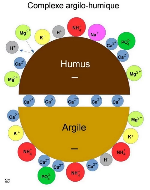 Clay-humus complexes and cation exchange capacity